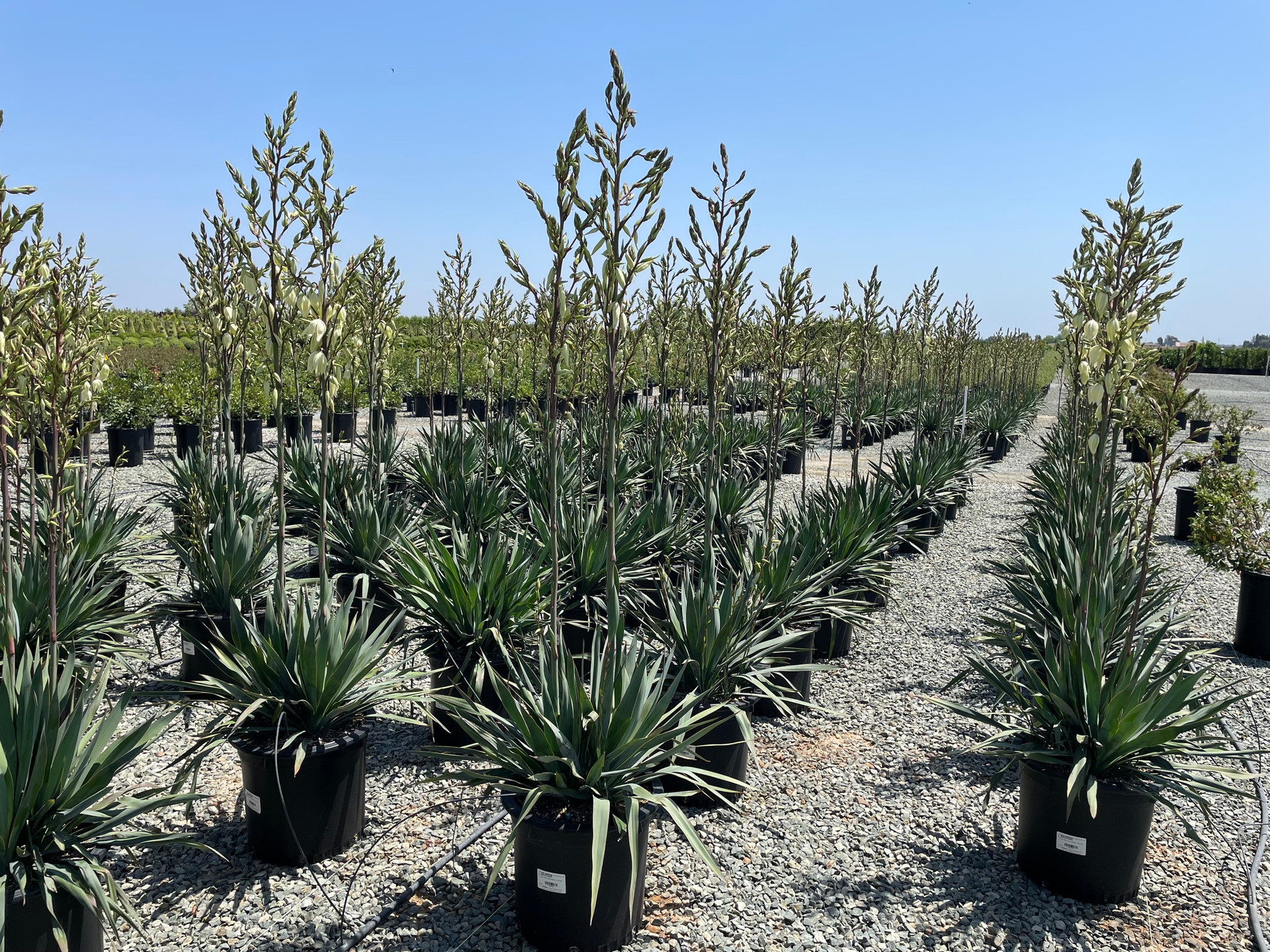 Yucca rostrata 'Blue Velvet' - Devil Mountain Wholesale Nursery