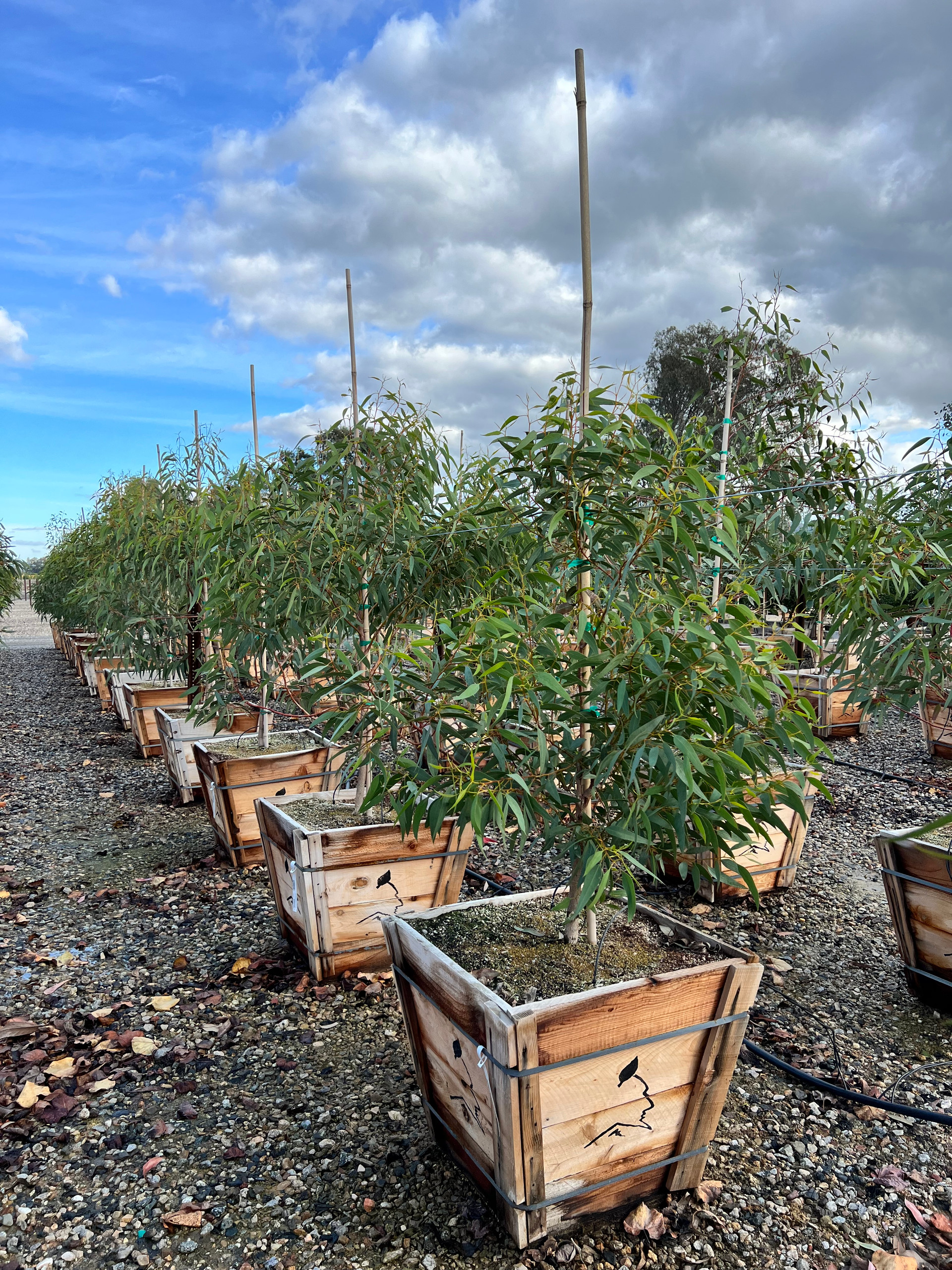 Eucalyptus torquata - Devil Mountain Wholesale Nursery