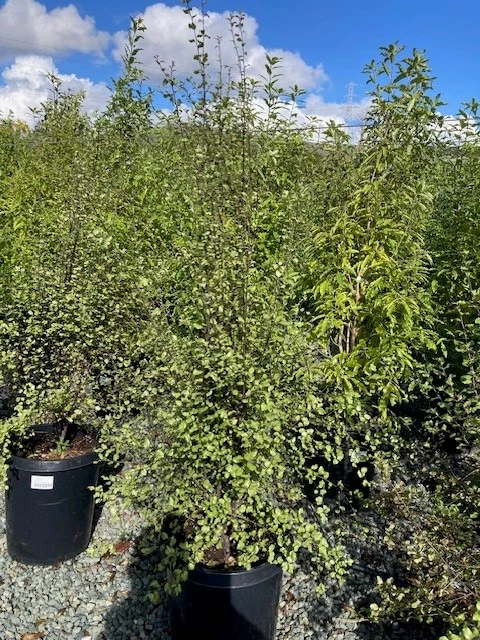 Pittosporum tenuifolium 'Wrinkled Blue' - Devil Mountain Wholesale Nursery