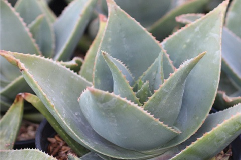 Aloe 'Delta Lights' - Devil Mountain Wholesale Nursery