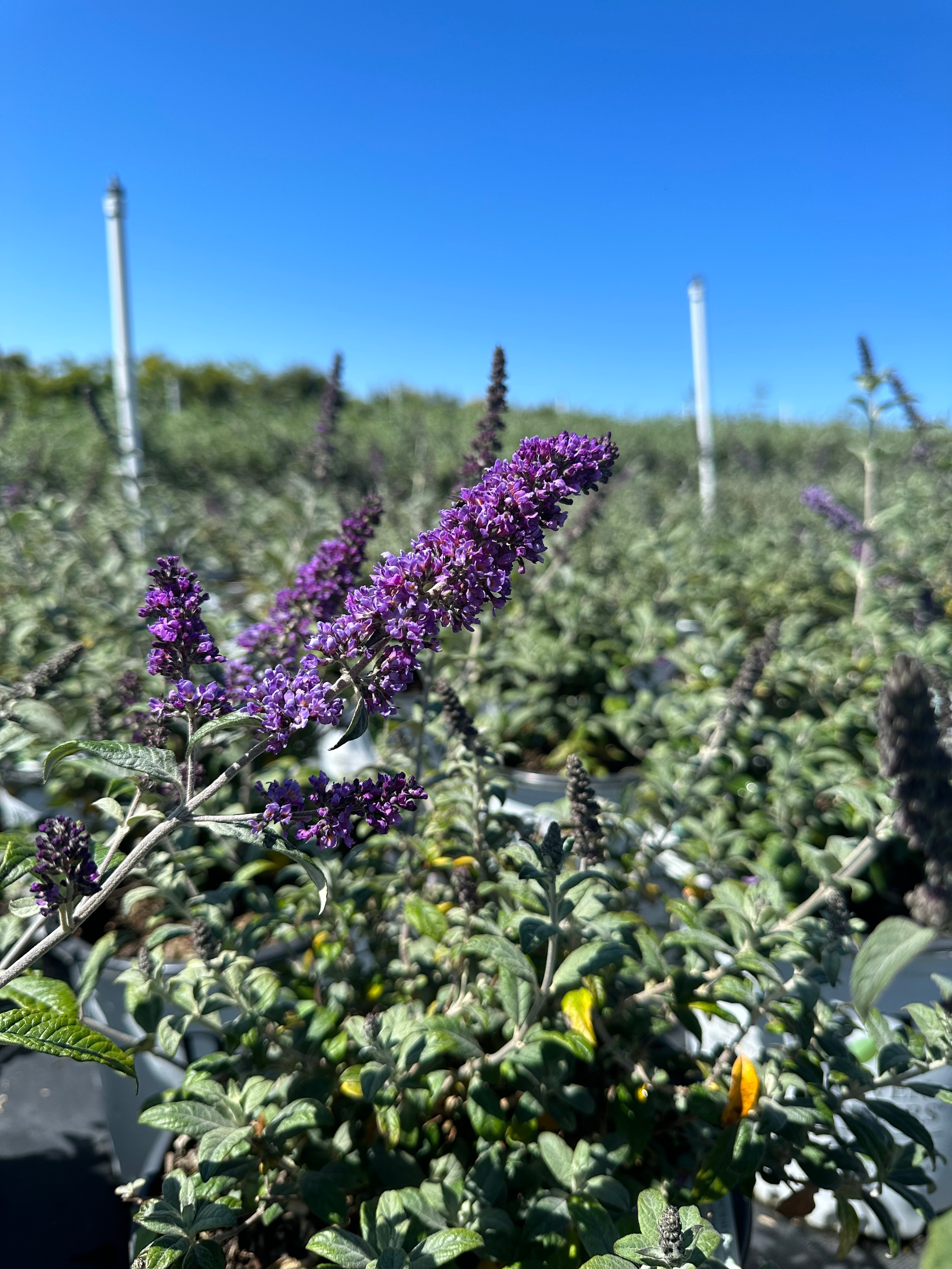 Buddleja Lo & Behold® 'Blue Chip Jr.' - Devil Mountain Wholesale Nursery