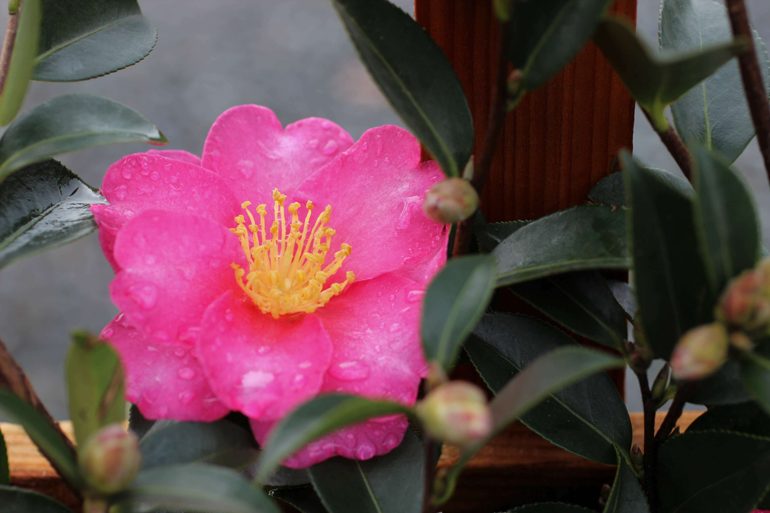 Camellia sasanqua 'Shishi Gashira' (Pink) - Devil Mountain Wholesale ...