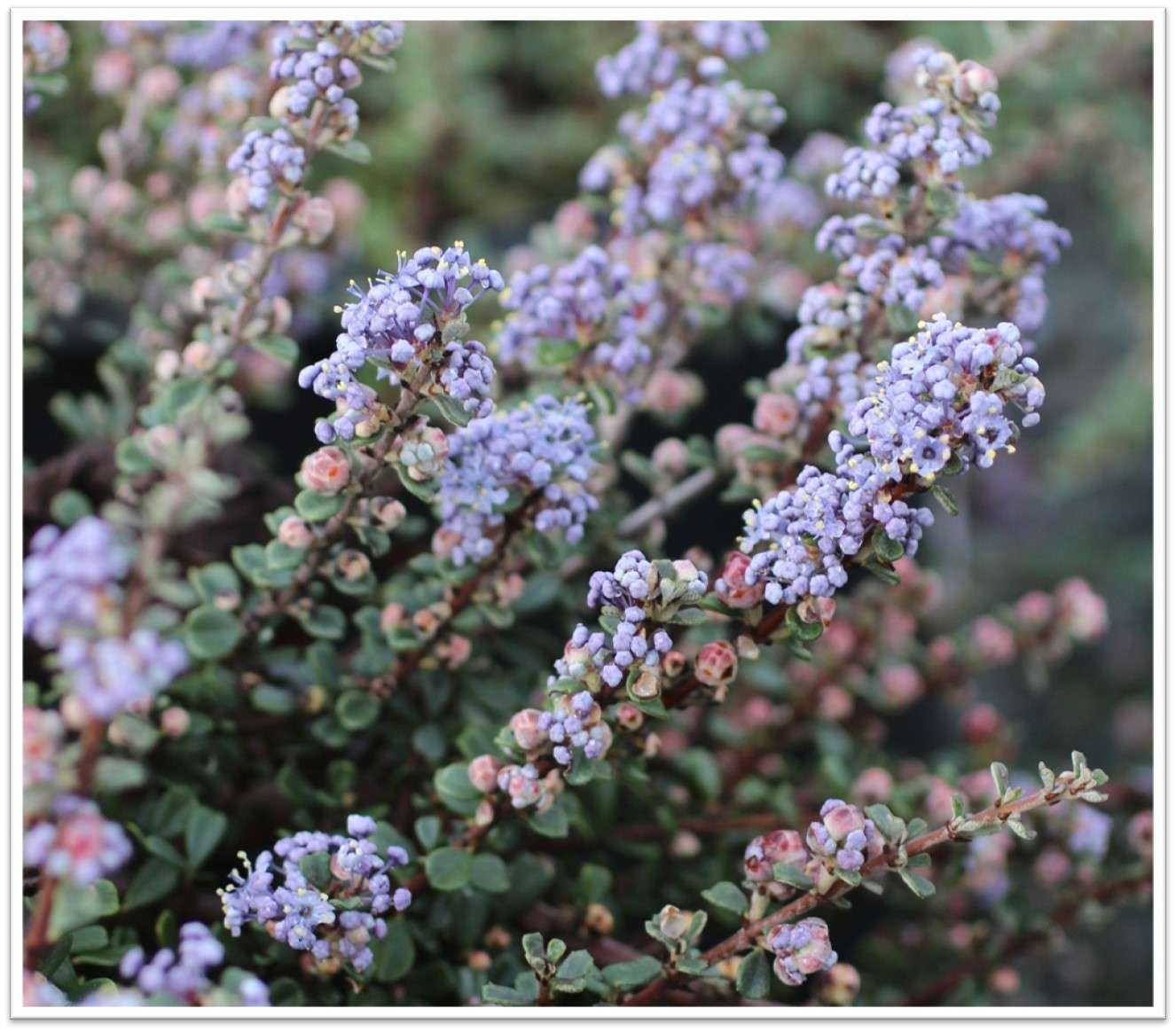 Ceanothus maritimus 'Valley Violet' - Devil Mountain Wholesale Nursery