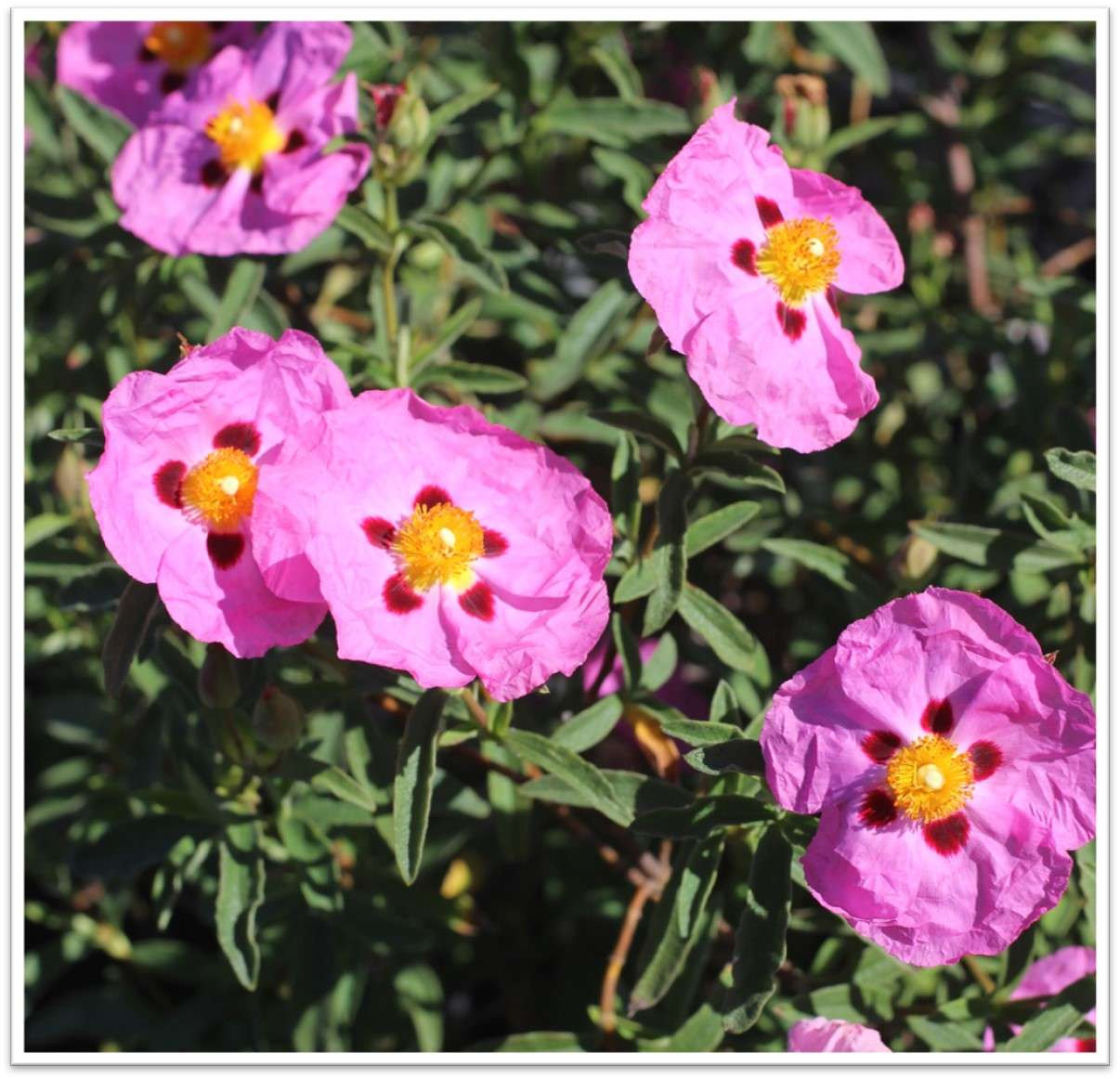 Cistus skanbergii (Light Pink) - Devil Mountain Wholesale Nursery
