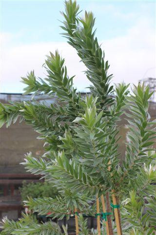 Eucalyptus spathulata - Devil Mountain Wholesale Nursery