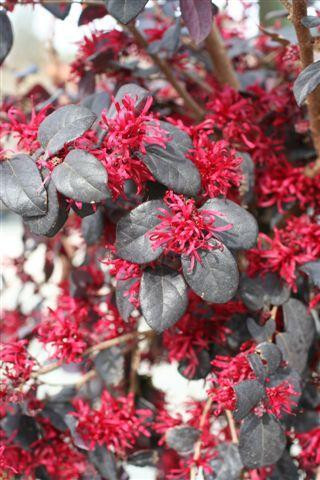 Loropetalum chinense Ever Red - Devil Mountain Wholesale Nursery
