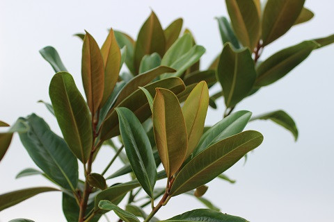 Magnolia grandiflora 'Edith Bogue' - Devil Mountain Wholesale Nursery