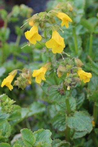 Mimulus guttatus - Devil Mountain Wholesale Nursery