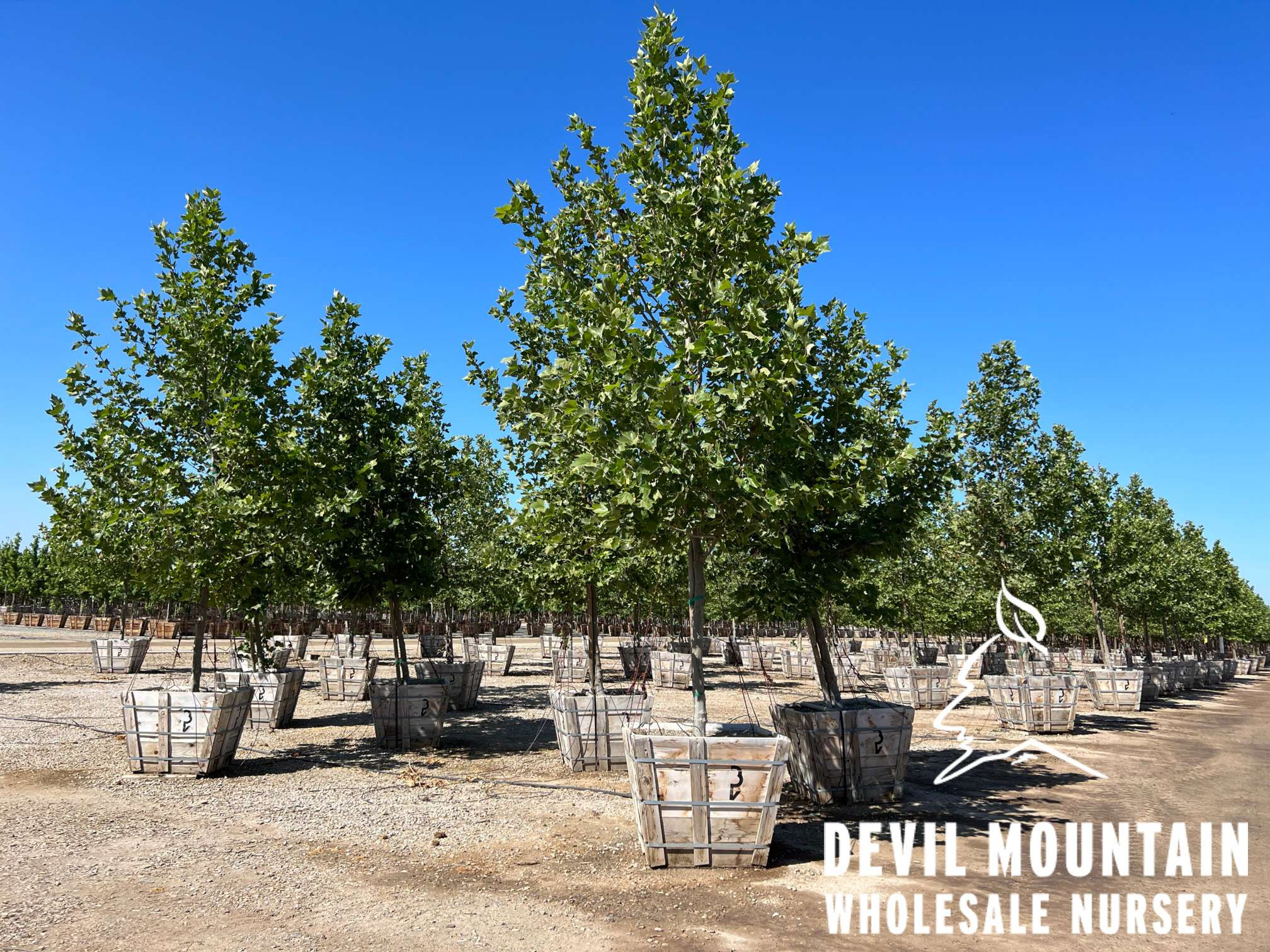 Platanus acerifolia 'Bloodgood' - Devil Mountain Wholesale Nursery