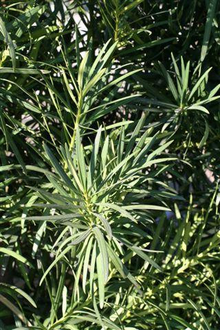 Podocarpus macrophyllus 'Maki' - Devil Mountain Wholesale Nursery