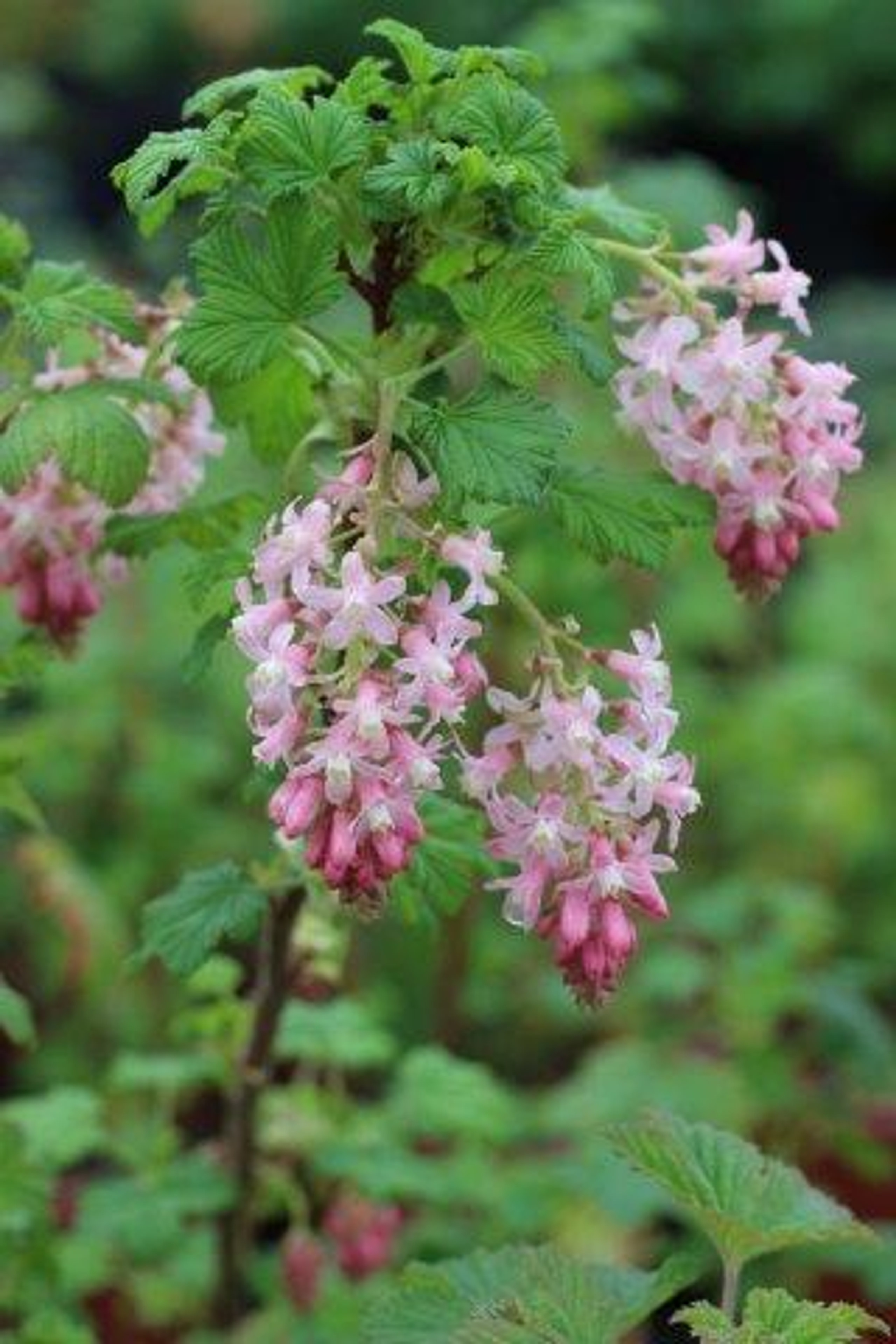Ribes Sanguineum Devil Mountain Wholesale Nursery Ribes Sanguineum Devil Mountain Wholesale Nursery