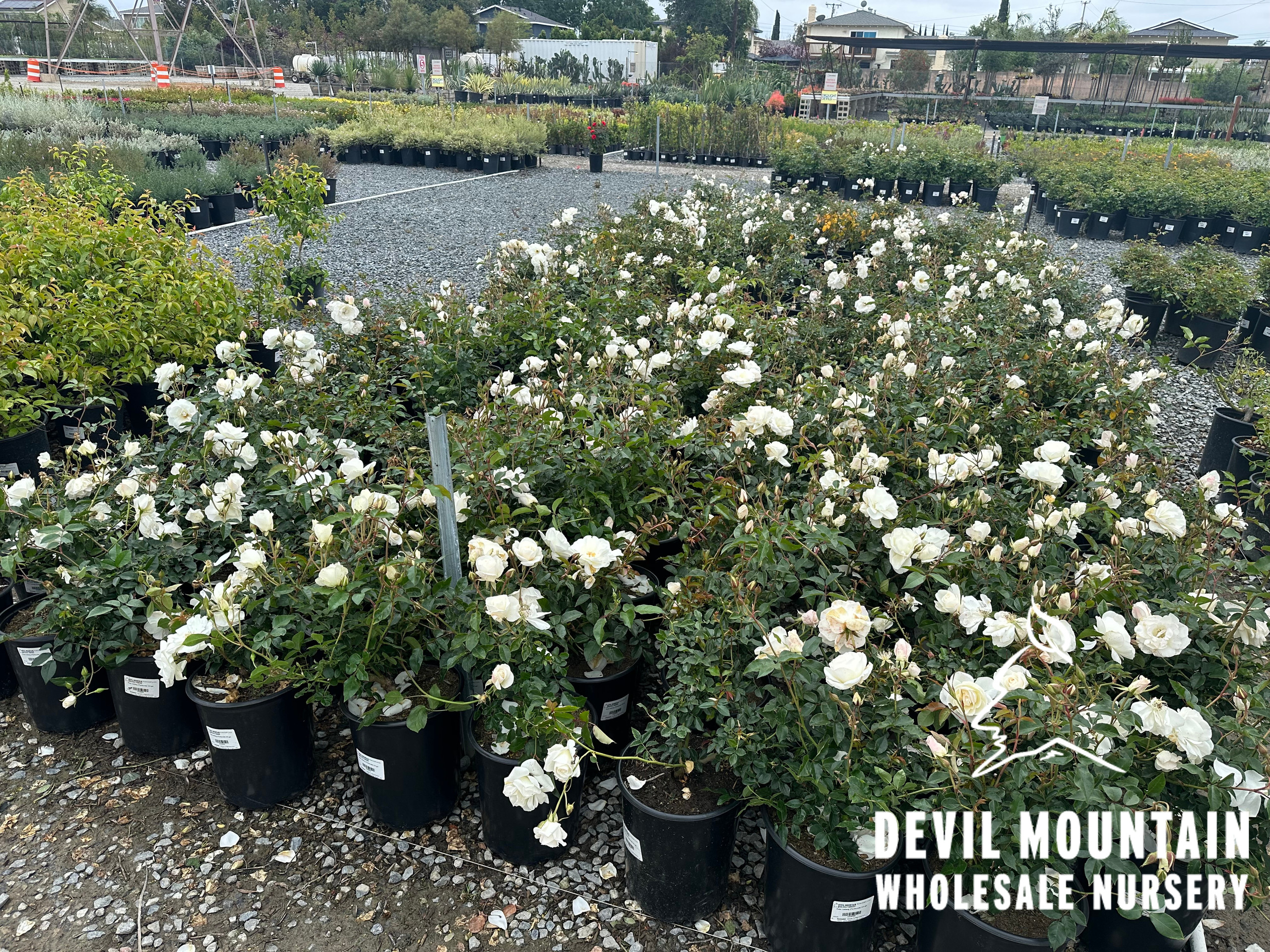Rosa 'Iceberg' (Floribunda) - Devil Mountain Wholesale Nursery