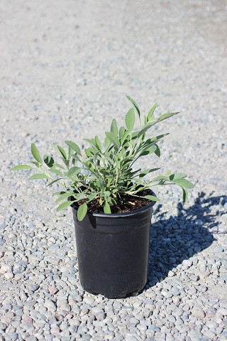 Salvia 'Bee's Bliss' - Devil Mountain Wholesale Nursery