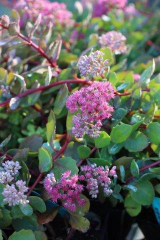 Sedum spurium 'Voodoo' - Devil Mountain Wholesale Nursery