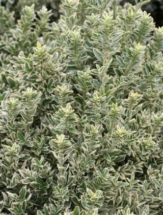 Westringia fruticosa 'Morning Light' - Devil Mountain Wholesale Nursery