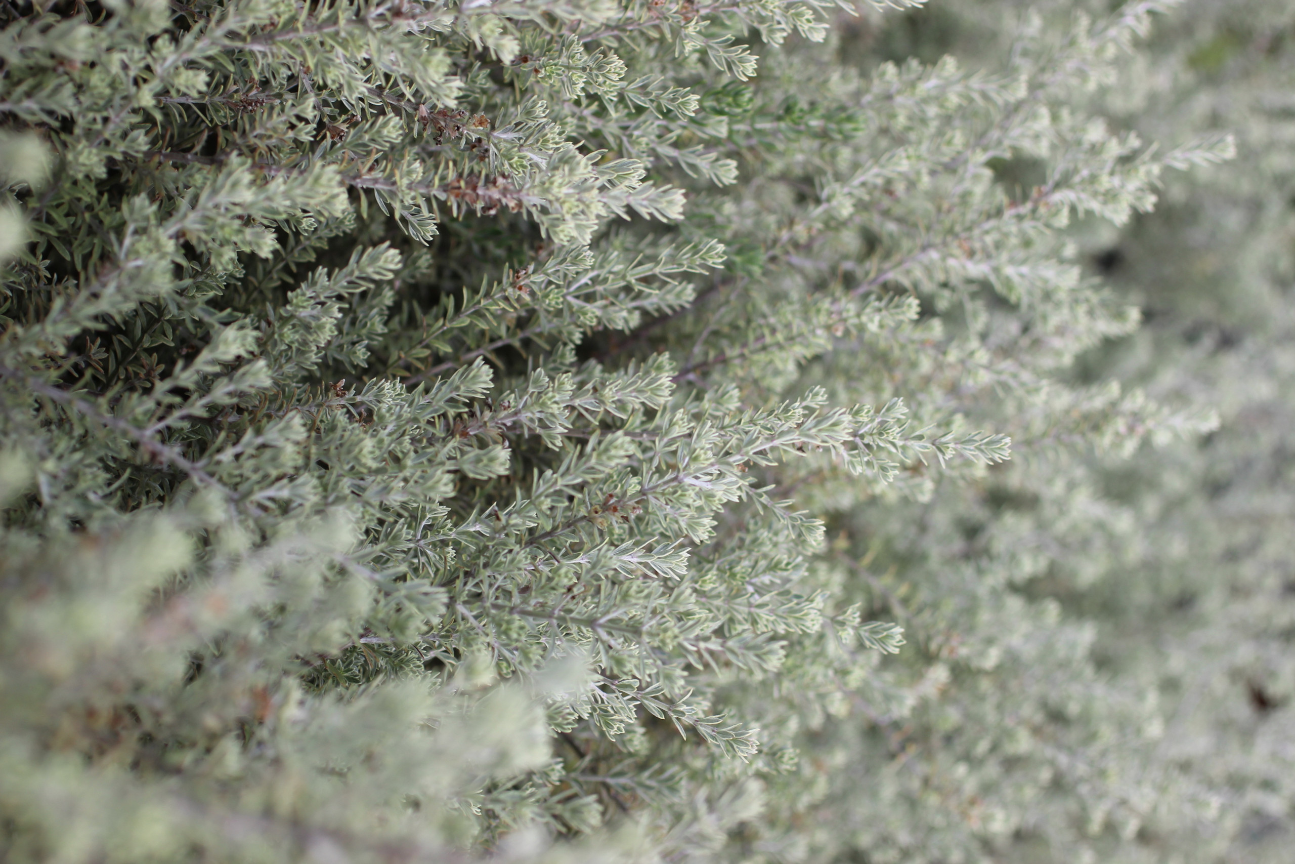 Westringia fruticosa 'Smokey' - Devil Mountain Wholesale Nursery