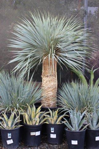 Yucca rostrata - Devil Mountain Wholesale Nursery