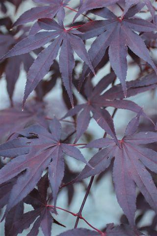 Acer palmatum 'Bloodgood' - Devil Mountain Wholesale Nursery