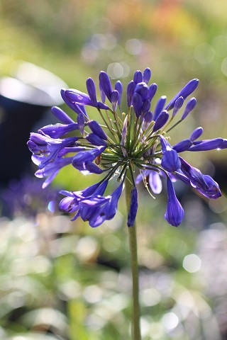 Plant Catalog - Strappy Leaf Perennials - Page 1 - Devil Mountain ...