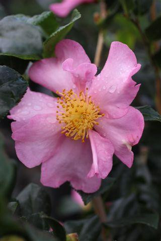 Camellia sasanqua 'Cleopatra' (Pink) - Devil Mountain Wholesale Nursery