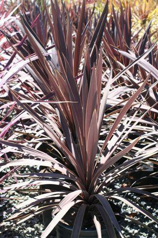 Cordyline australis (Gold) - Devil Mountain Wholesale Nursery