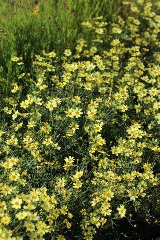 Coreopsis verticillata 'Moonbeam' (Light Yellow) - Devil Mountain ...