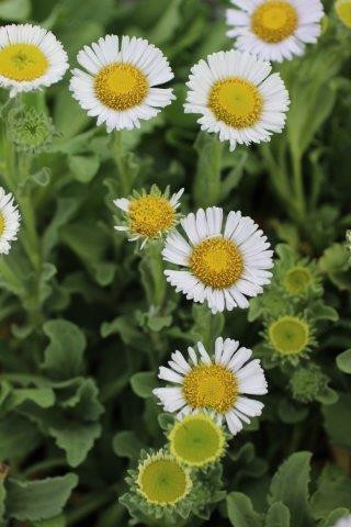 Lessingia filaginifolia 'Silver Carpet' - Devil Mountain Wholesale Nursery