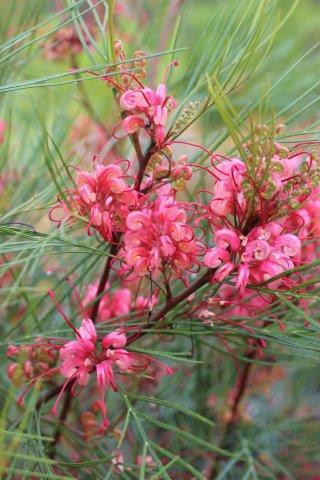 Grevillea 'Pink Pearl' - Devil Mountain Wholesale Nursery