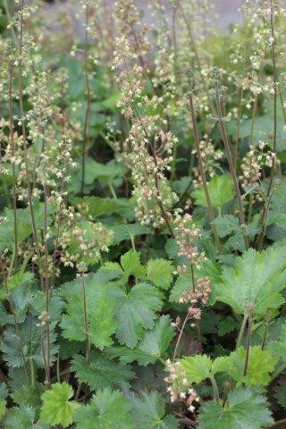 Heuchera 'Little Cuties Shimmer' - Devil Mountain Wholesale Nursery