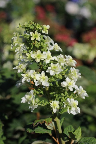 Hydrangea quercifolia Snow Queen - Devil Mountain Wholesale Nursery