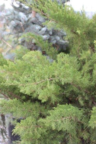 Juniperus chinensis 'Sea Green' - Devil Mountain Wholesale Nursery