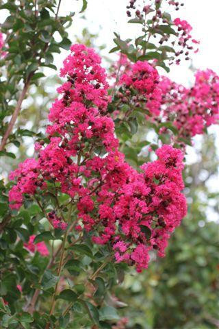 Lagerstroemia x 'Muskogee' - Devil Mountain Wholesale Nursery