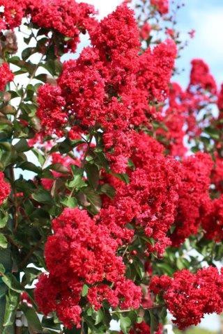 Lagerstroemia indica 'Dynamite' - Devil Mountain Wholesale Nursery