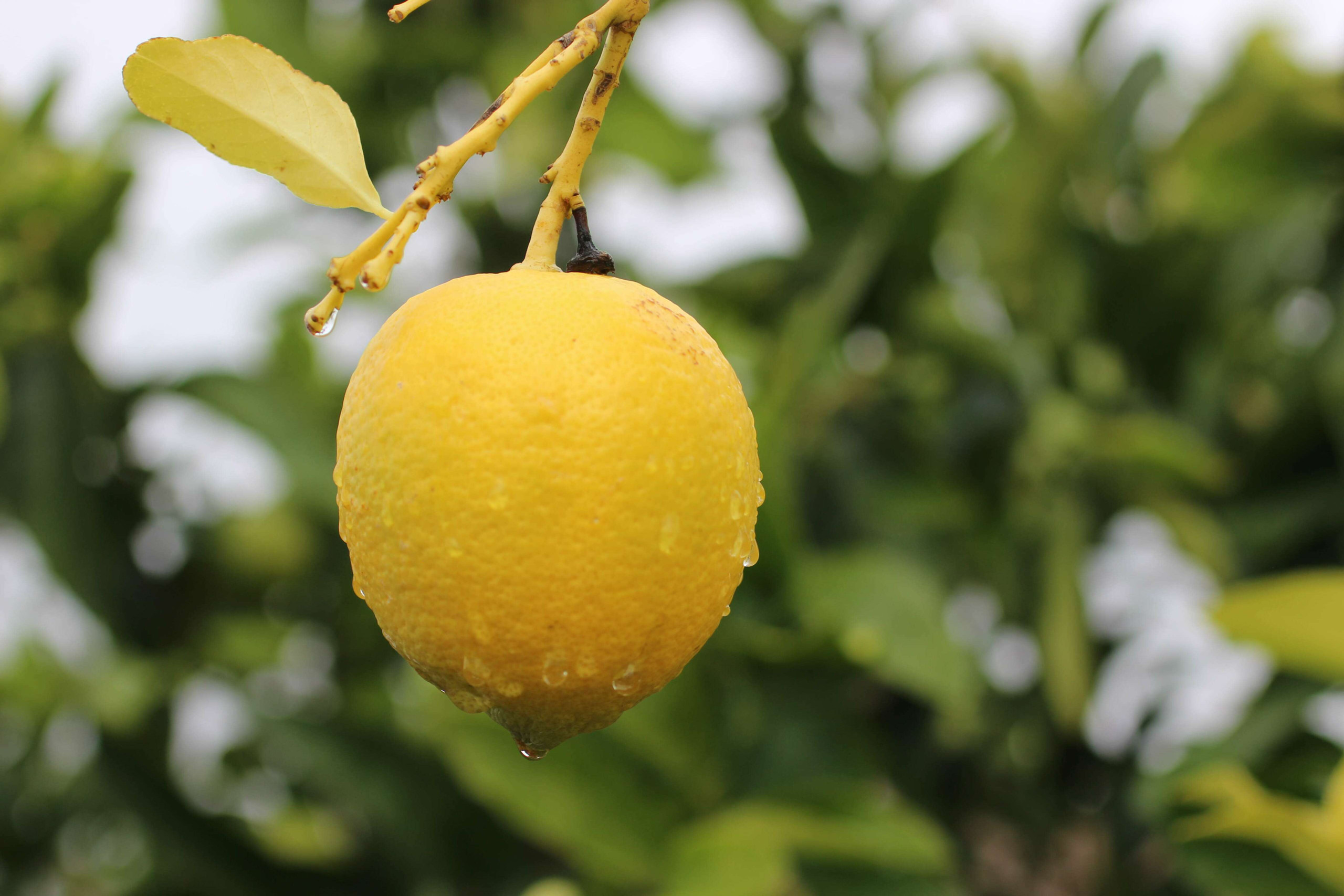 Lemon 'Eureka' - Devil Mountain Wholesale Nursery