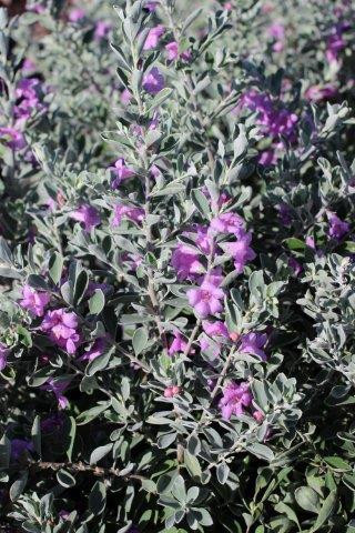 Leucophyllum frutescens 'Compactum' - Devil Mountain Wholesale Nursery