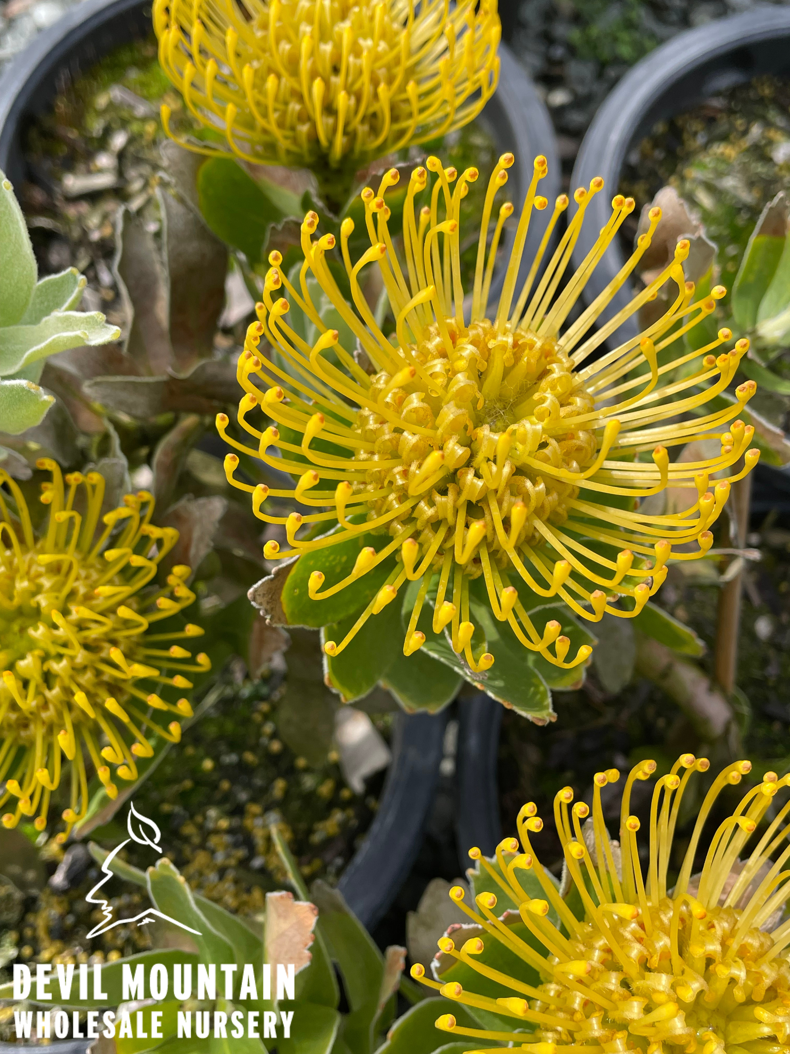 Leucospermum 'Tango' - Devil Mountain Wholesale Nursery
