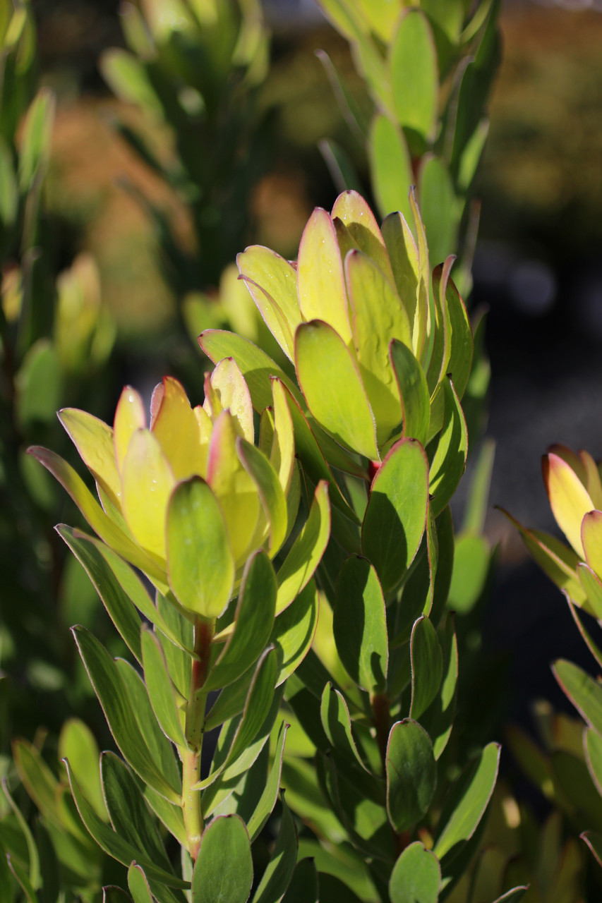 Leucadendron 'Silvan Red' - Devil Mountain Wholesale Nursery