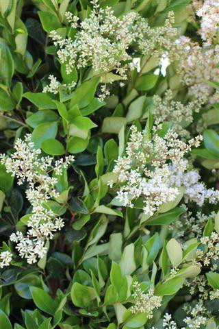 Ligustrum 'Texanum' - Devil Mountain Wholesale Nursery