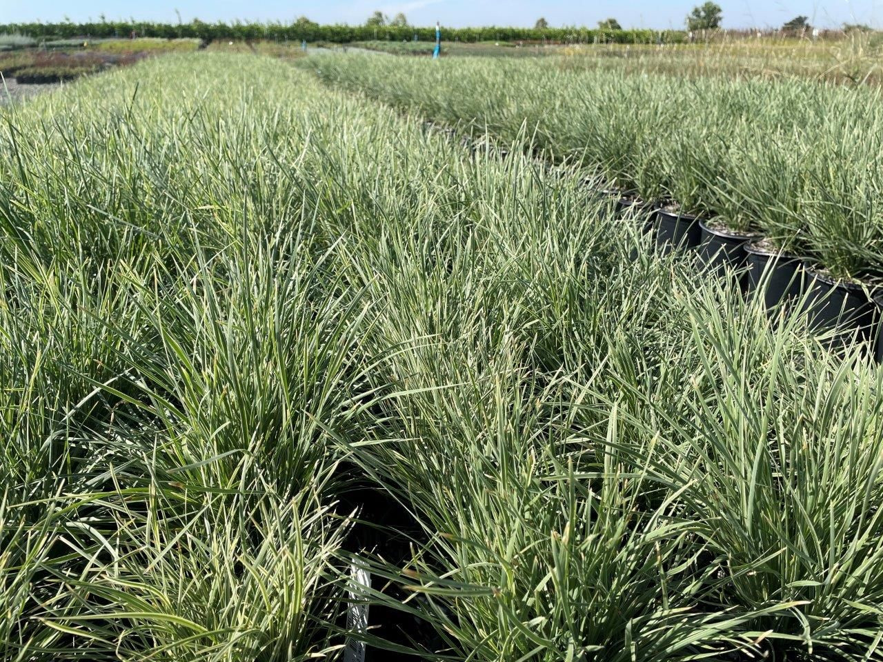 Lomandra longifolia 'Arctic Frost' - Devil Mountain Wholesale Nursery