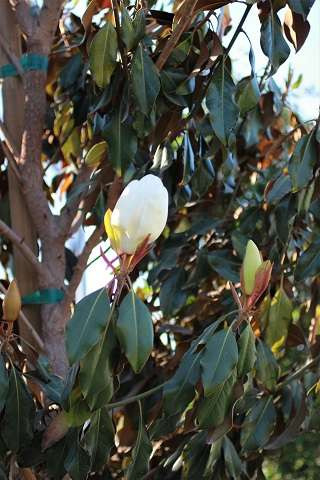 Magnolia grandiflora 'Kay Parris' - Devil Mountain Wholesale Nursery