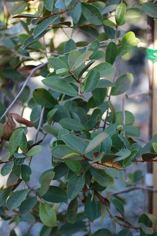 Cassia leptophylla - Devil Mountain Wholesale Nursery
