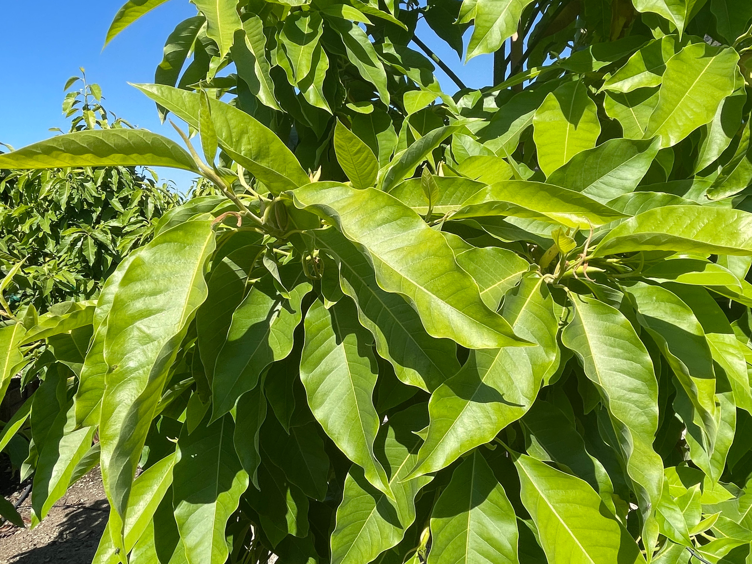 Michelia champaca 'Alba' - Devil Mountain Wholesale Nursery
