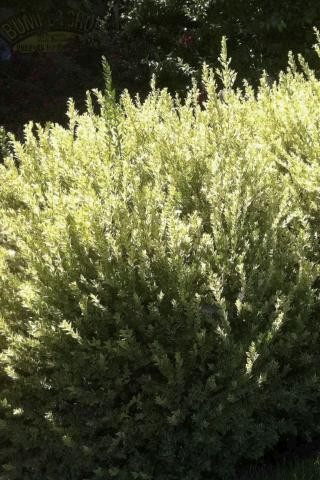 Myrtus communis 'Compacta Variegata' - Devil Mountain Wholesale Nursery