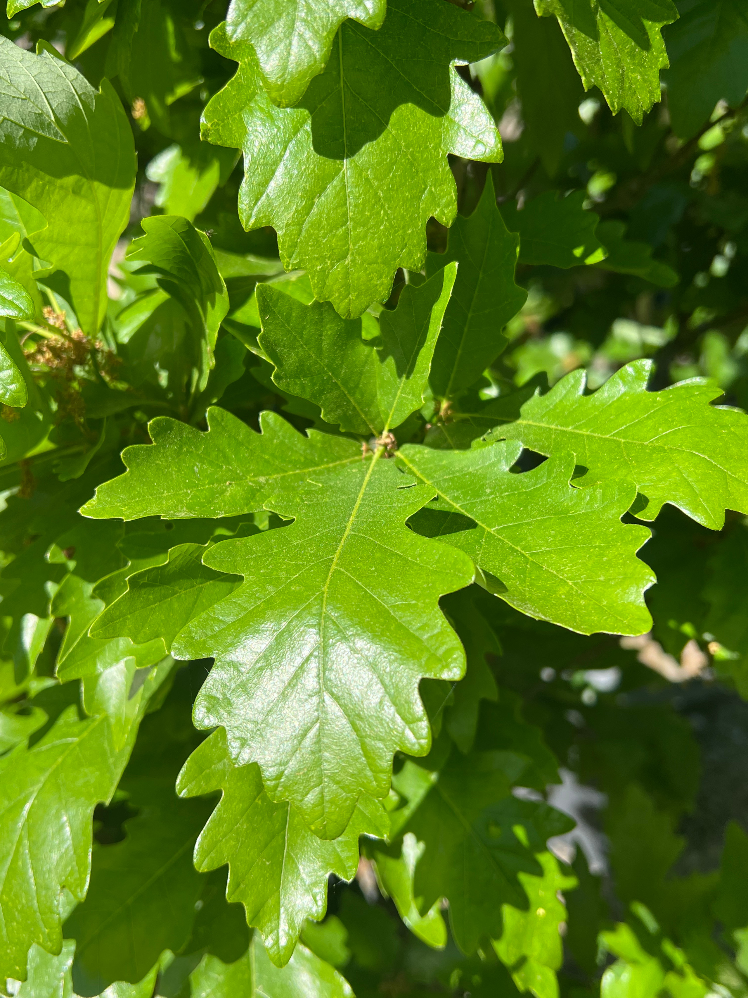 Quercus Kindred Spirit® - Devil Mountain Wholesale Nursery