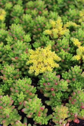 Sedum spurium 'Voodoo' - Devil Mountain Wholesale Nursery