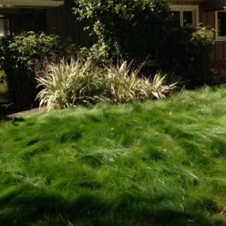 Delta Bluegrass Company Native Bentgrass - Devil Mountain Wholesale Nursery