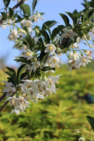 Styrax japonicus Snowcone® - Devil Mountain Wholesale Nursery