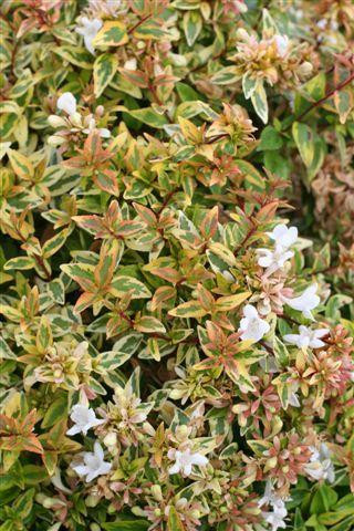 Abelia Miss Lemon™ - Devil Mountain Wholesale Nursery