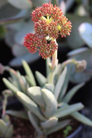 Crassula multicava - Devil Mountain Wholesale Nursery