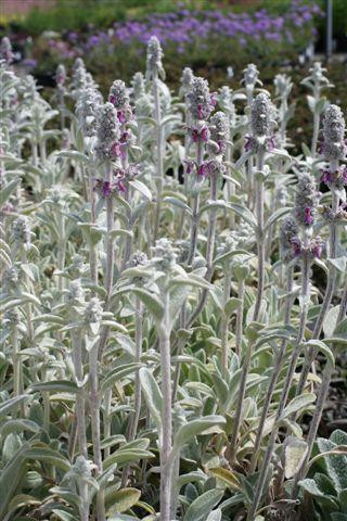 Stachys byzantina 'Silver Carpet' - Devil Mountain Wholesale Nursery